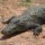 Amazing Reptiles Inhabiting The Sahara Desert – Unique Nature Habitats
