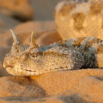 Amazing Reptiles Inhabiting The Sahara Desert – Unique Nature Habitats