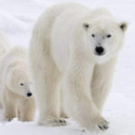 Top 10 Endangered Animals In Arctic Tundra Region – Unique Nature Habitats