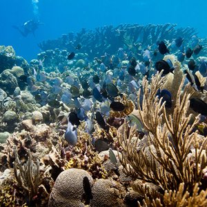 Top 10 Endangered Animals In Arctic Tundra Region – Unique Nature Habitats