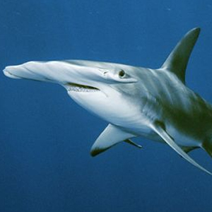 Top 10 Endangered Animals In Arctic Tundra Region – Unique Nature Habitats