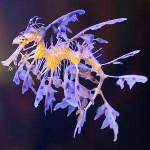 Top 10 Endangered Animals In Arctic Tundra Region – Unique Nature Habitats